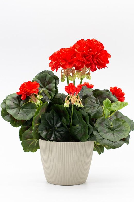 Maceta decorativa con planta de geranio en color Rojo CF23 Ohmyflor ...